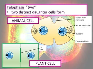 Cell division 1 mitosis | PPTX