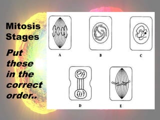 Cell division 1 mitosis | PPTX