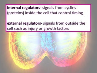 Cell division 1 mitosis | PPTX