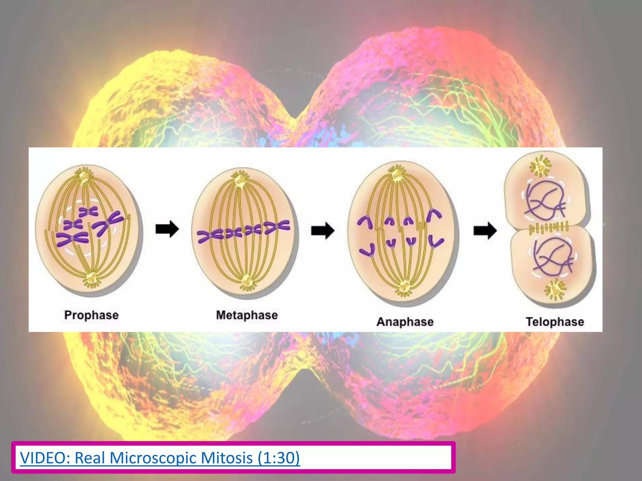 Cell Division 1 Mitosis notes | PPTX