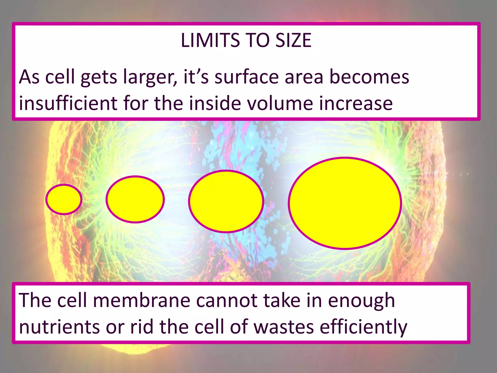Cell Division 1 Mitosis notes | PPTX