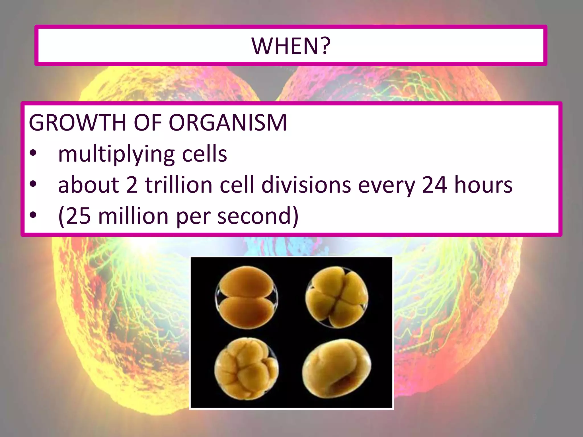 Cell Division 1 Mitosis notes | PPTX