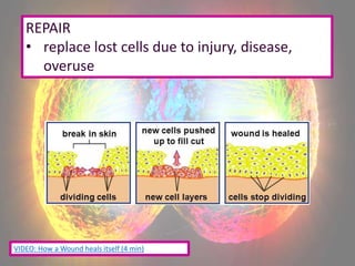 Cell Division 1 Mitosis notes | PPTX