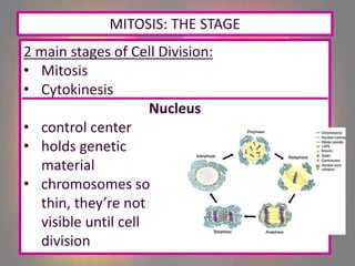 Cell Division 1 Mitosis notes | PPTX