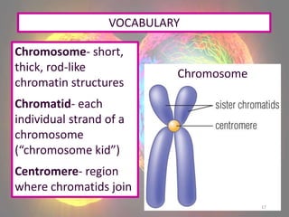 Cell Division 1 Mitosis notes | PPTX