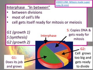 Cell Division 1 Mitosis notes | PPTX