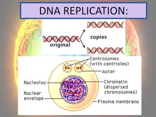 Cell Division 1 Mitosis notes | PPTX