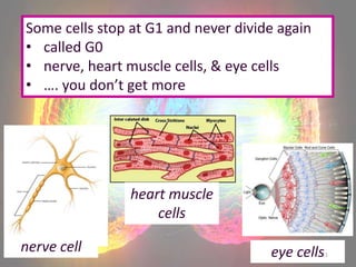 Cell Division 1 Mitosis notes | PPTX