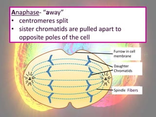 Cell Division 1 Mitosis notes | PPTX