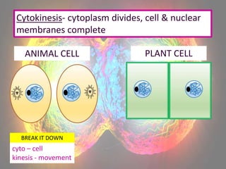 Cell Division 1 Mitosis notes | PPTX
