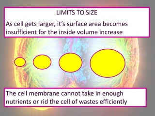 Cell Division 1 Mitosis notes | PPTX