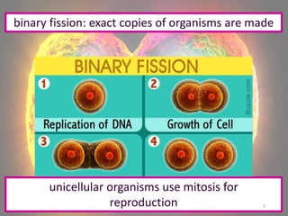 Cell Division 1 Mitosis notes | PPTX