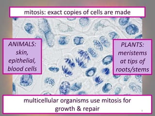 Cell Division 1 Mitosis notes | PPTX