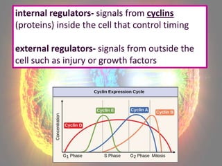Cell Division 1 Mitosis notes | PPTX