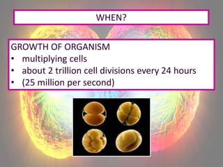 Cell Division 1 Mitosis notes | PPTX