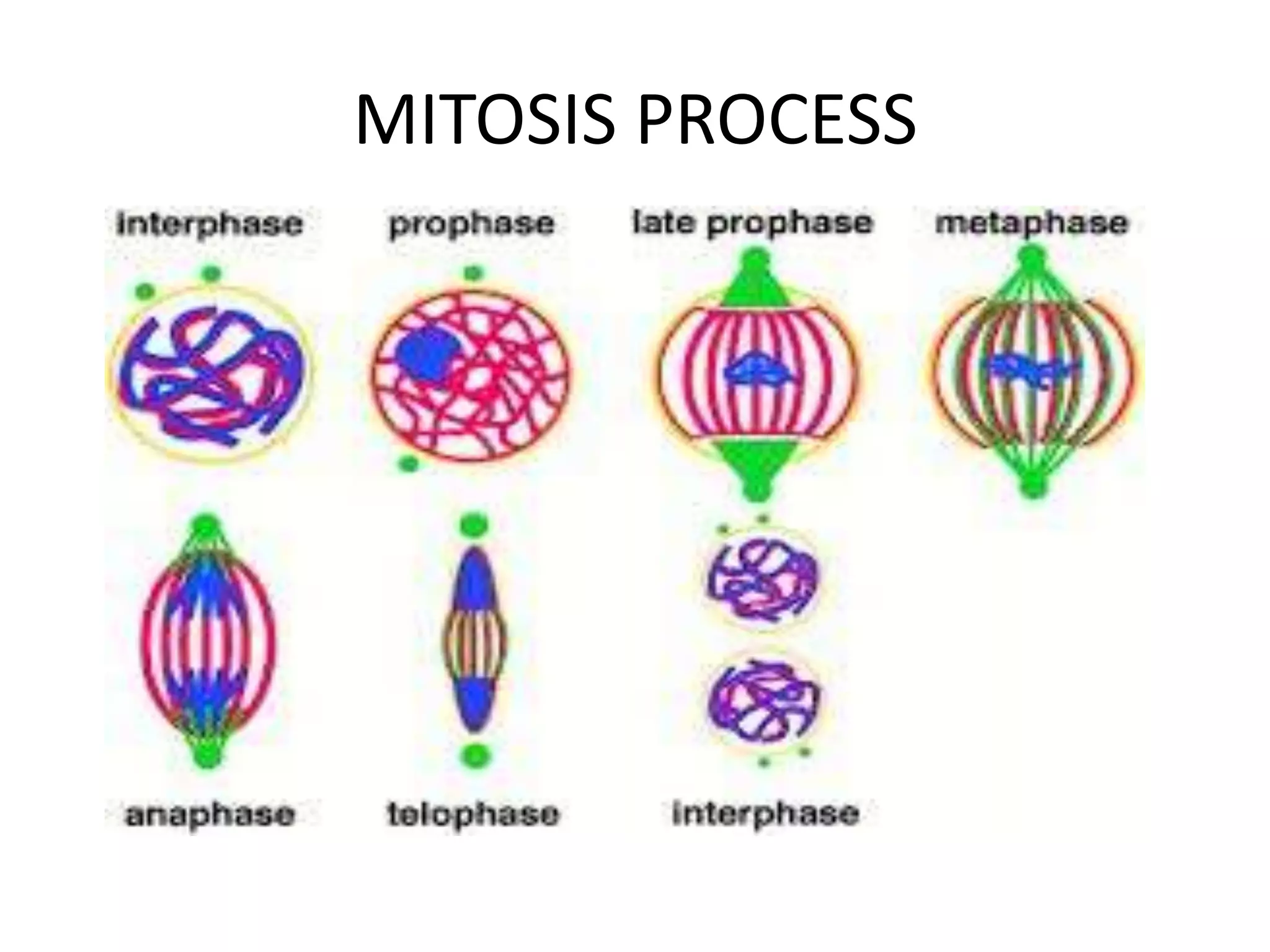 Life Science Grade 10-Cell Division | PPTX