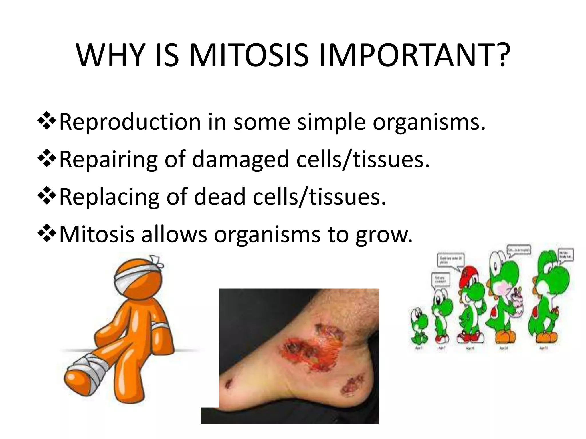 Life Science Grade 10-Cell Division | PPTX