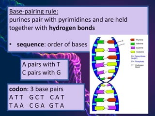 Cell division 2 DNA Replication | PPTX