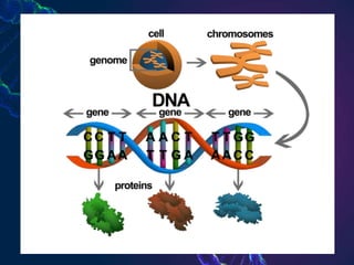 Cell division 2 DNA Replication | PPTX