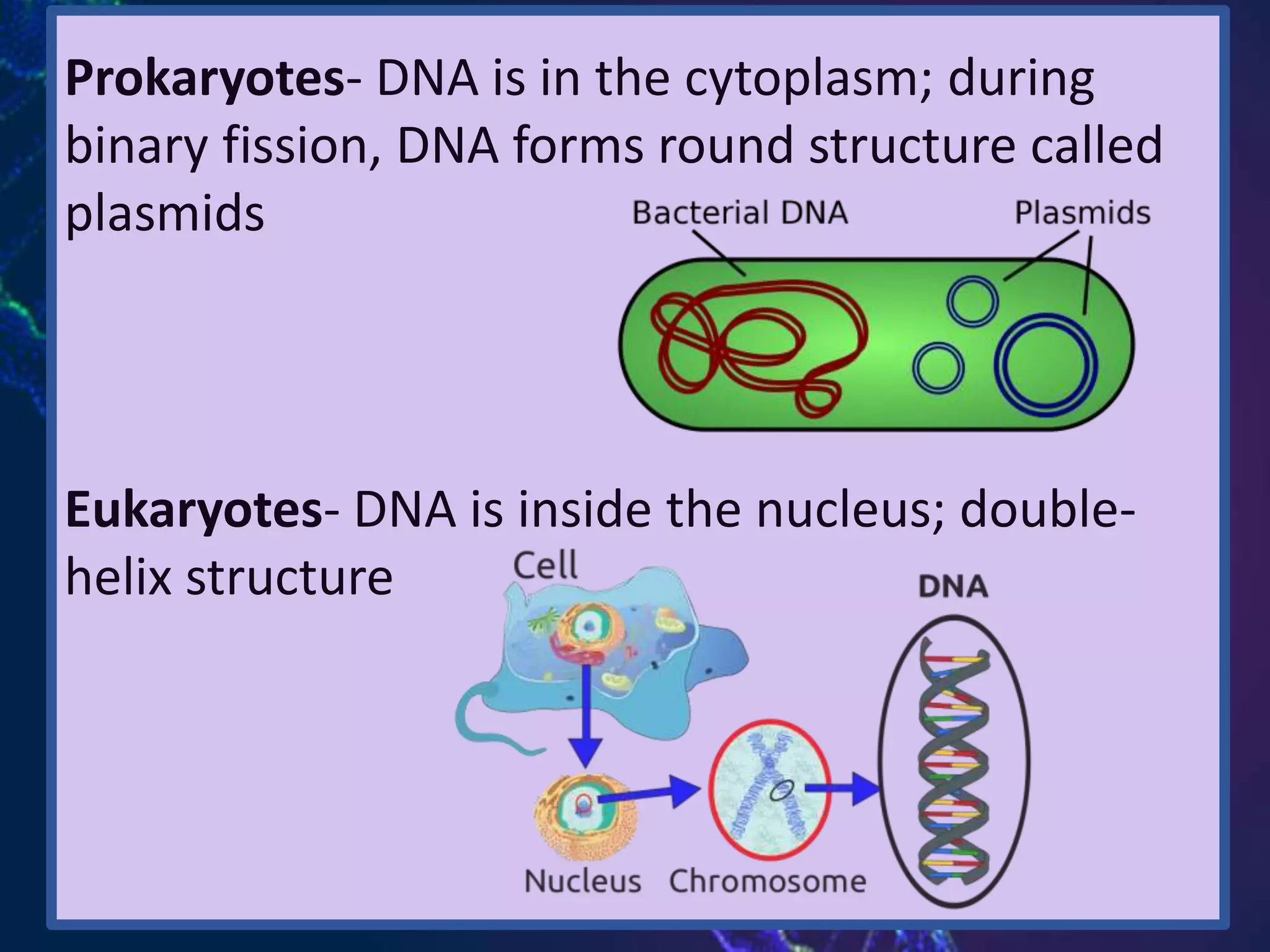 Cell Division 2 DNA Replication | PPT