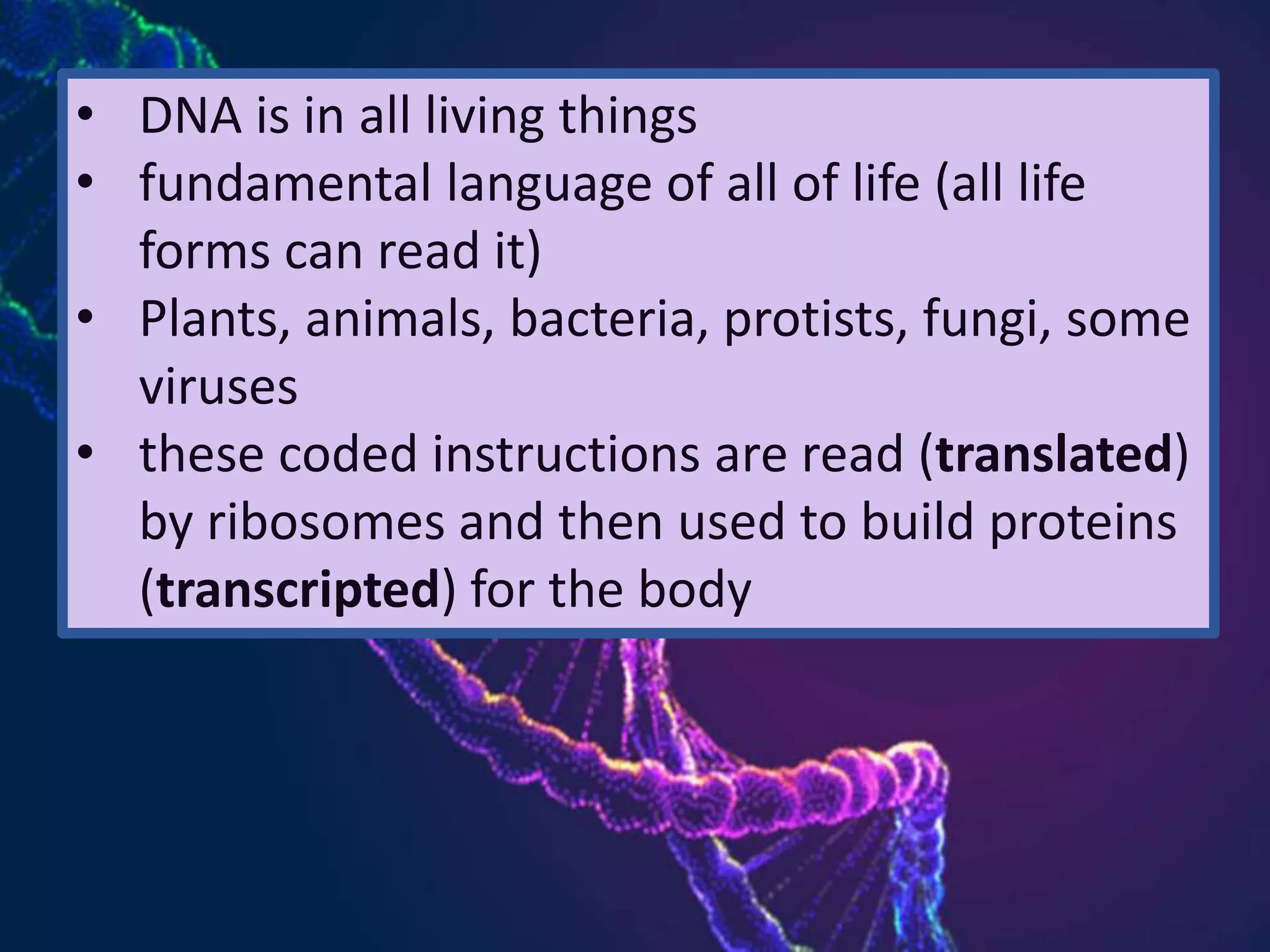 Cell Division 2 DNA Replication | PPT