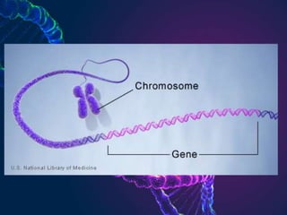 Cell Division 2 DNA Replication | PPT