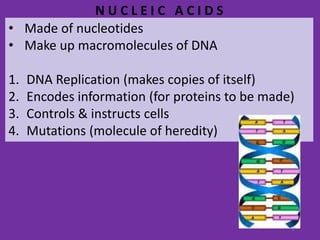 Cell Division 2 DNA Replication | PPT