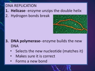 Cell Division 2 DNA Replication | PPTX
