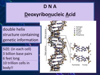 Cell Division 2 DNA Replication | PPTX