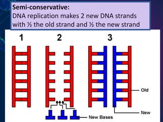 Cell Division 2 DNA Replication | PPTX
