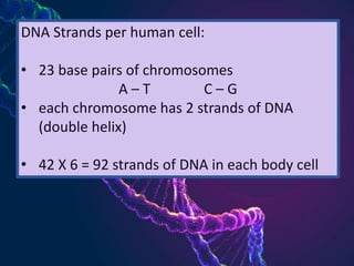 Cell Division 2 DNA Replication | PPTX