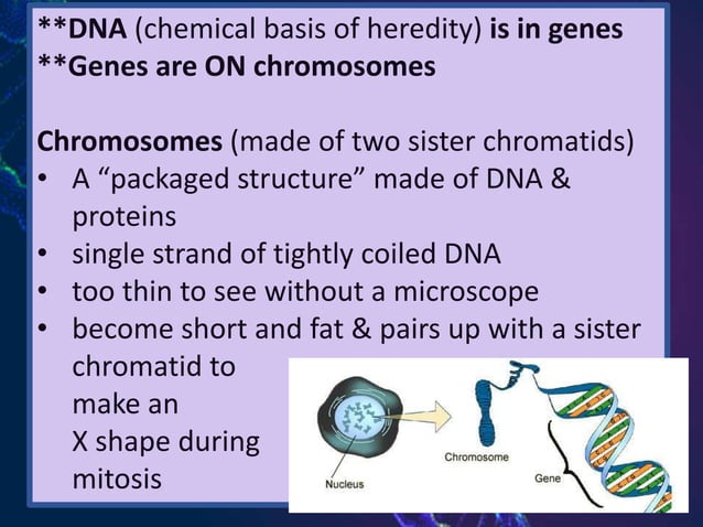 Cell division 2 DNA Replication NOTES | PPTX | Biological Sciences ...