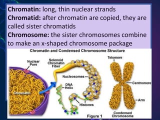 Cell division 2 DNA Replication NOTES | PPTX | Biological Sciences ...