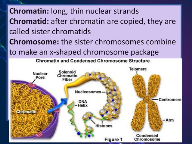 Cell division 2 DNA Replication NOTES | PPTX | Biological Sciences ...