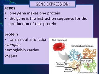 Cell division 2 DNA Replication NOTES | PPTX | Biological Sciences ...