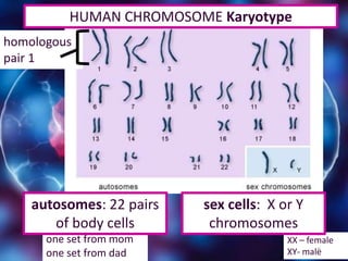 Cell division 2 Meiosis | PPTX