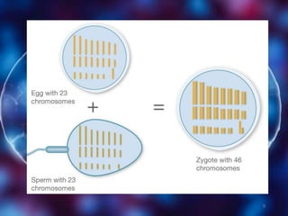 Cell division 2 Meiosis | PPTX | Infertility | Reproductive Health