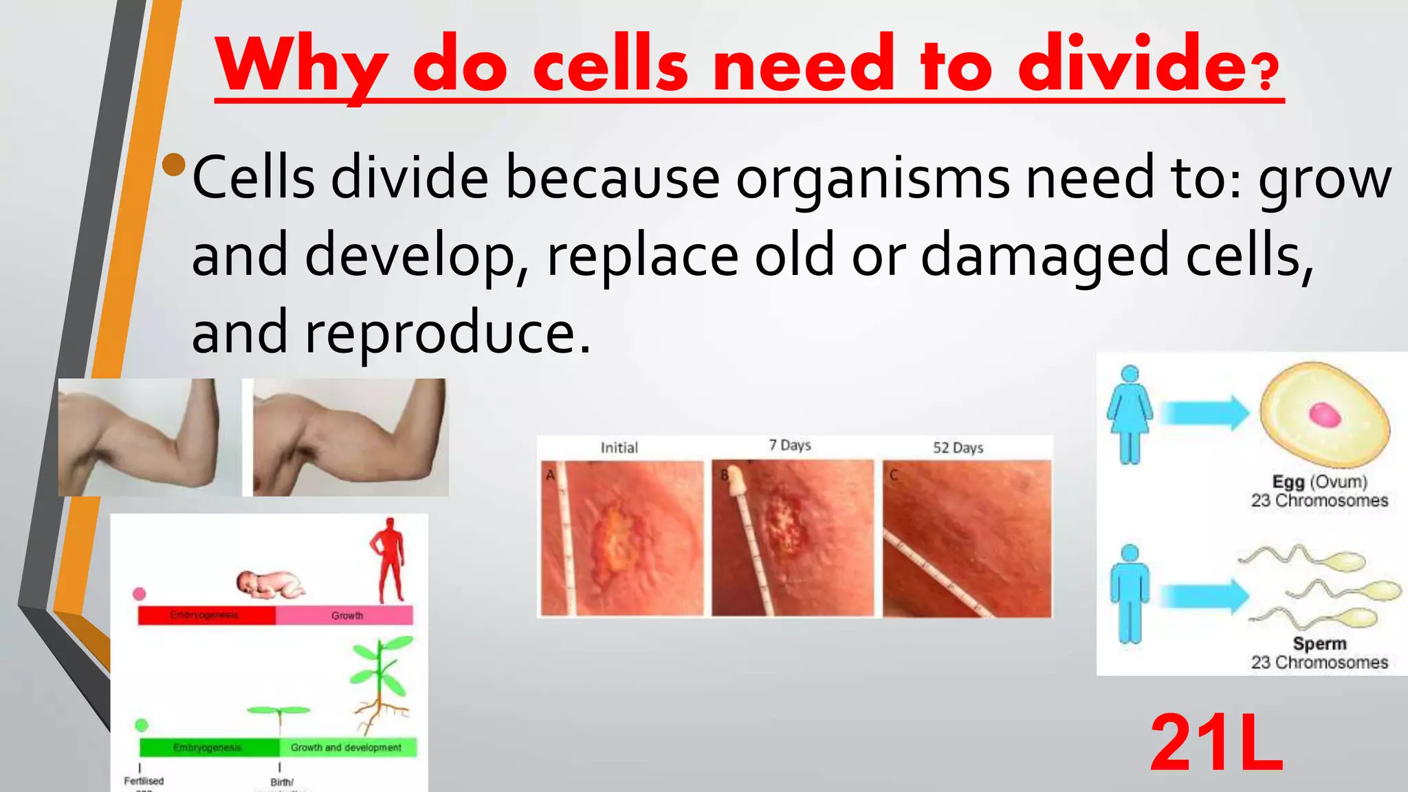 Cell division 7th | PPTX
