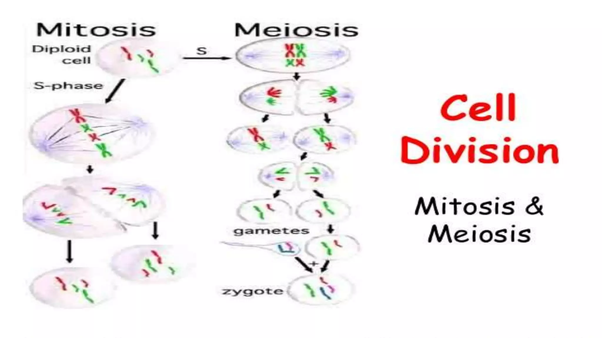 Cell division : mitosis and meiosis | PPTX