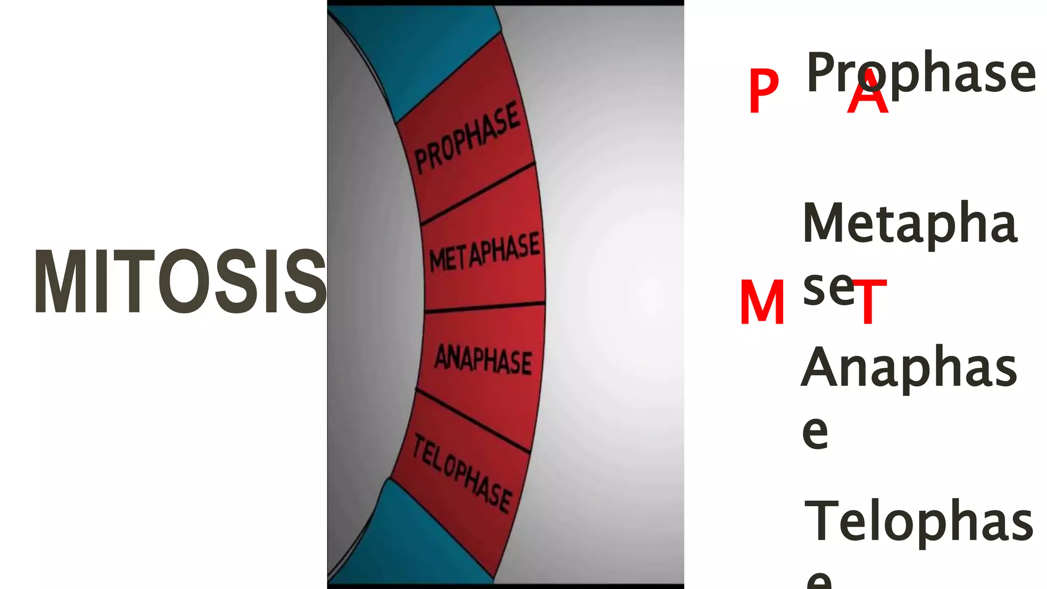 Cell division : mitosis and meiosis | PPT