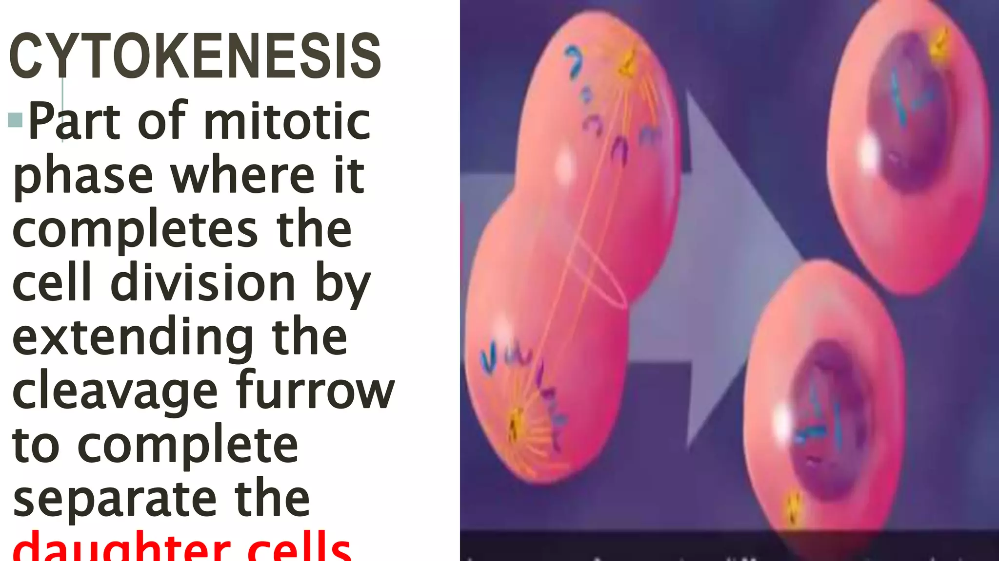 Cell division : mitosis and meiosis | PPTX