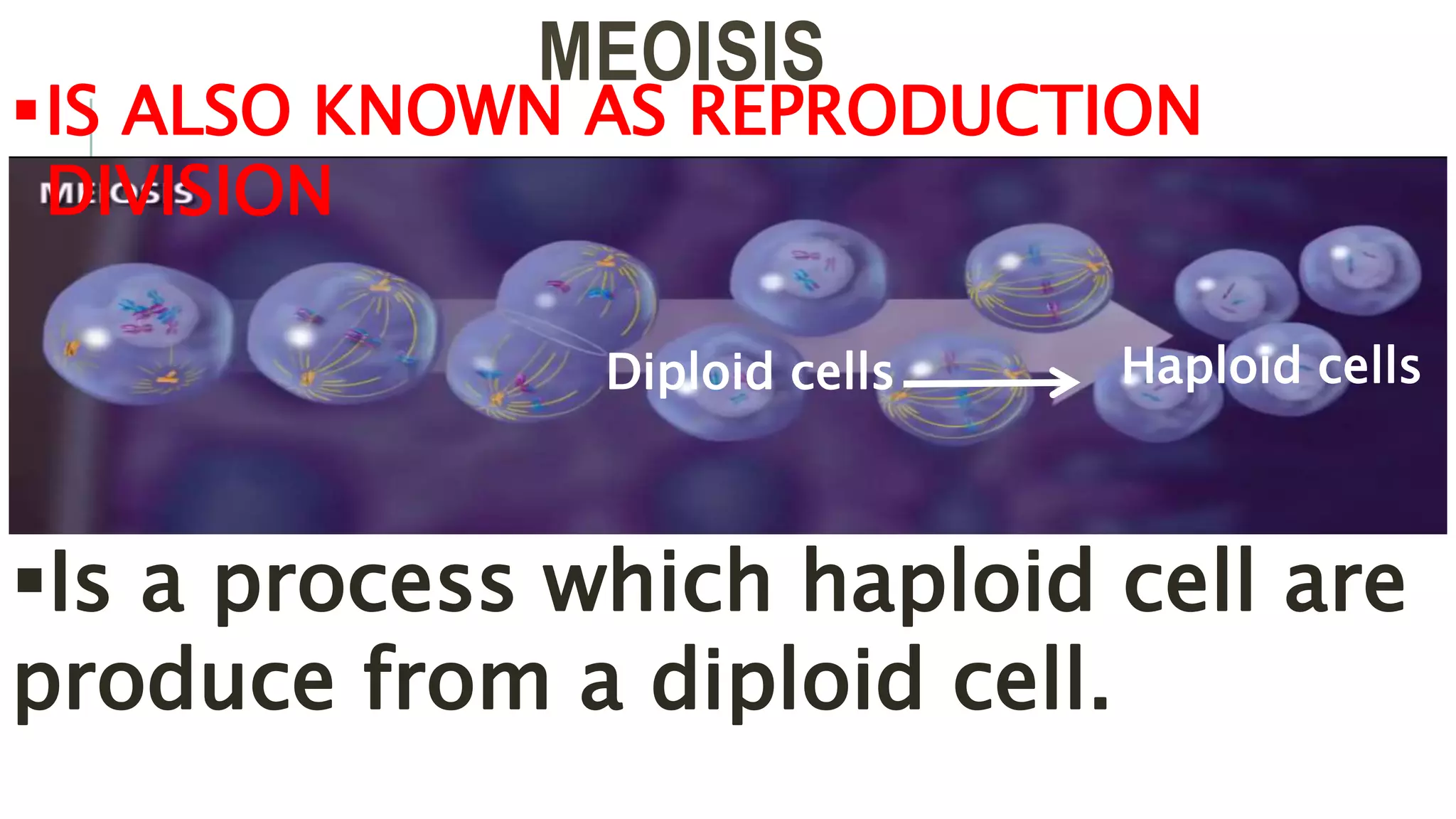 Cell division : mitosis and meiosis | PPT