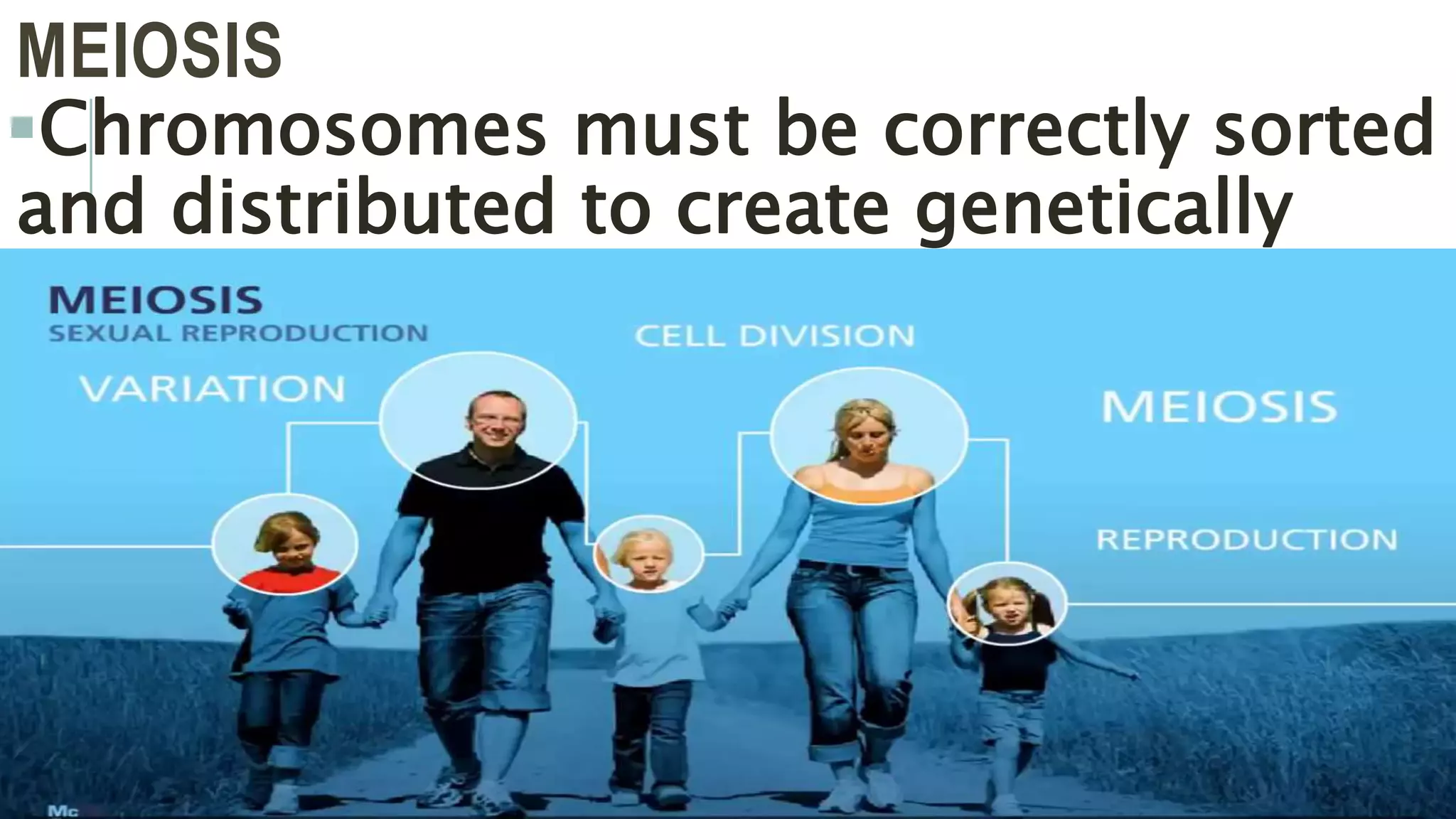Cell division : mitosis and meiosis | PPTX