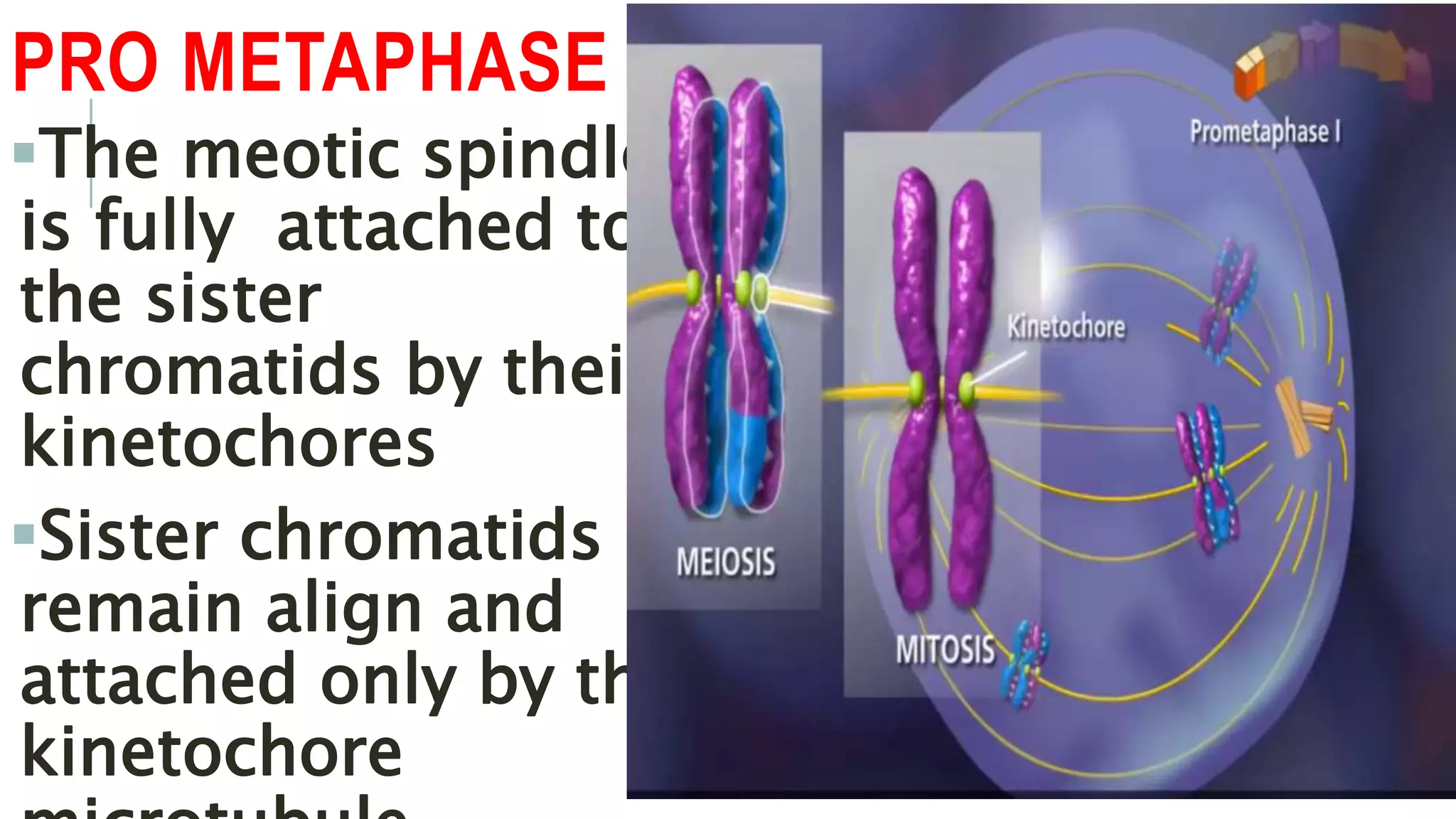 Cell division : mitosis and meiosis | PPT