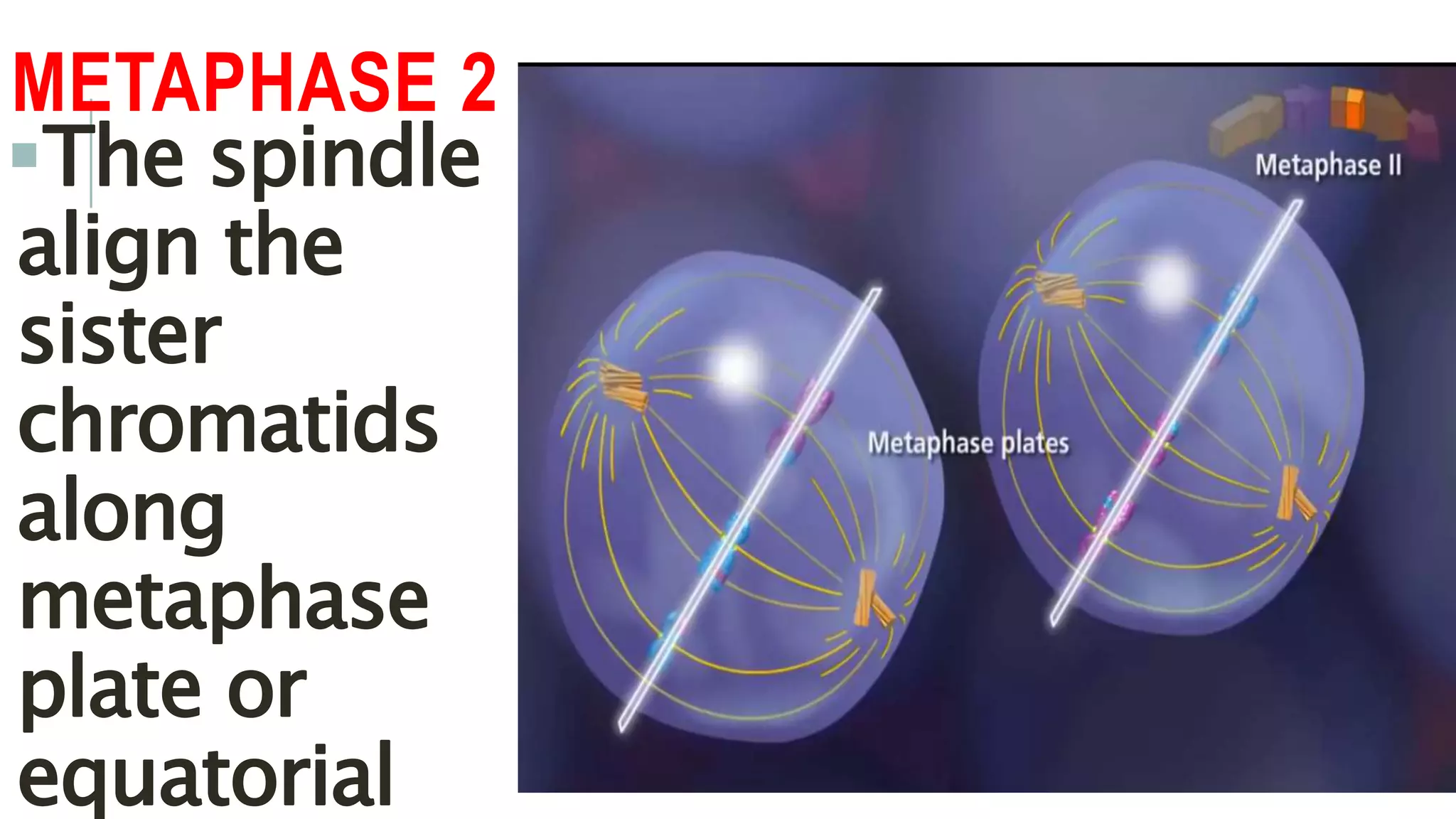 Cell division : mitosis and meiosis | PPTX