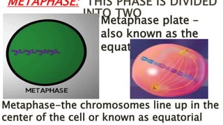 Cell division : mitosis and meiosis | PPTX