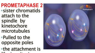 Cell division : mitosis and meiosis | PPTX