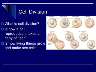 Cell division and dna | PPT