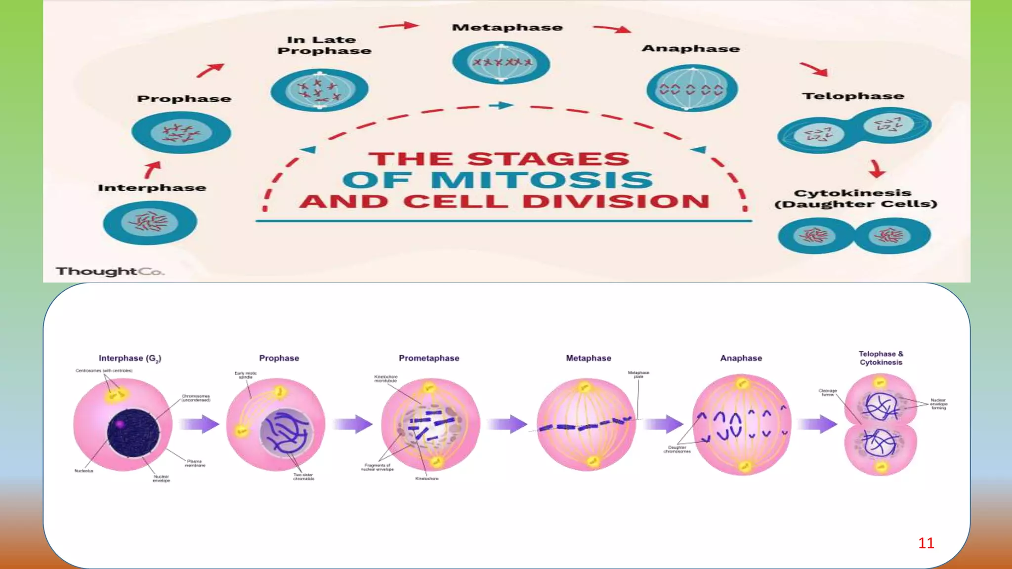 Cell division and gametogenesis | PPTX