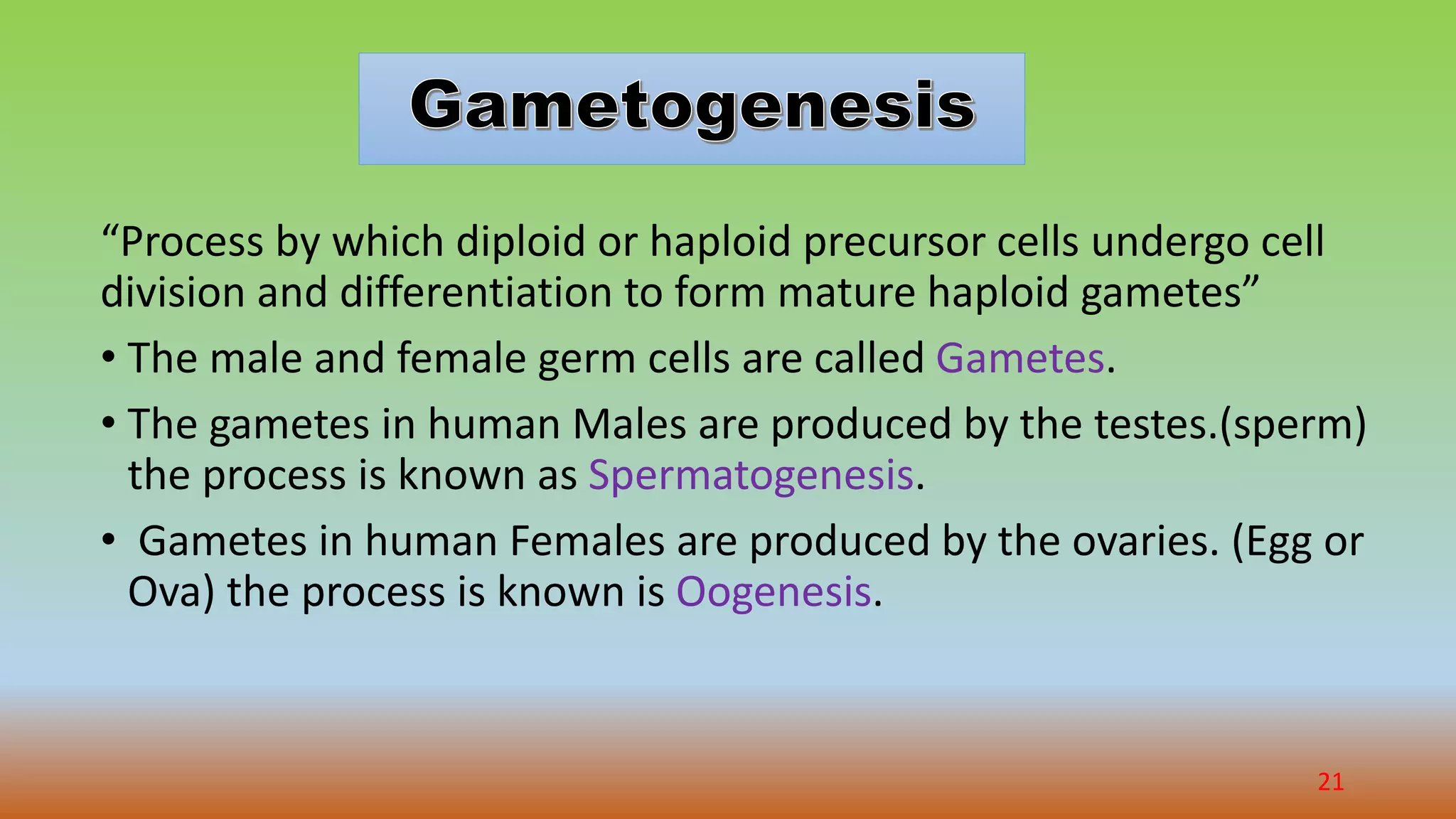 Cell division and gametogenesis | PPTX